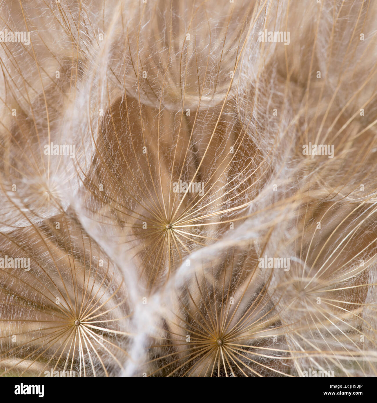 Yellow salsify flower seeds, close-up Stock Photo - Alamy