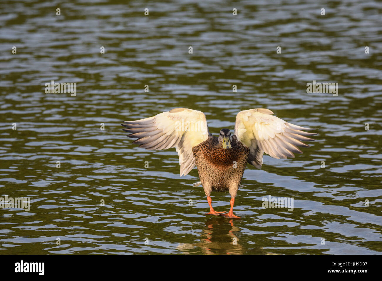 Wings Stretched Out High Resolution Stock Photography and Images - Alamy