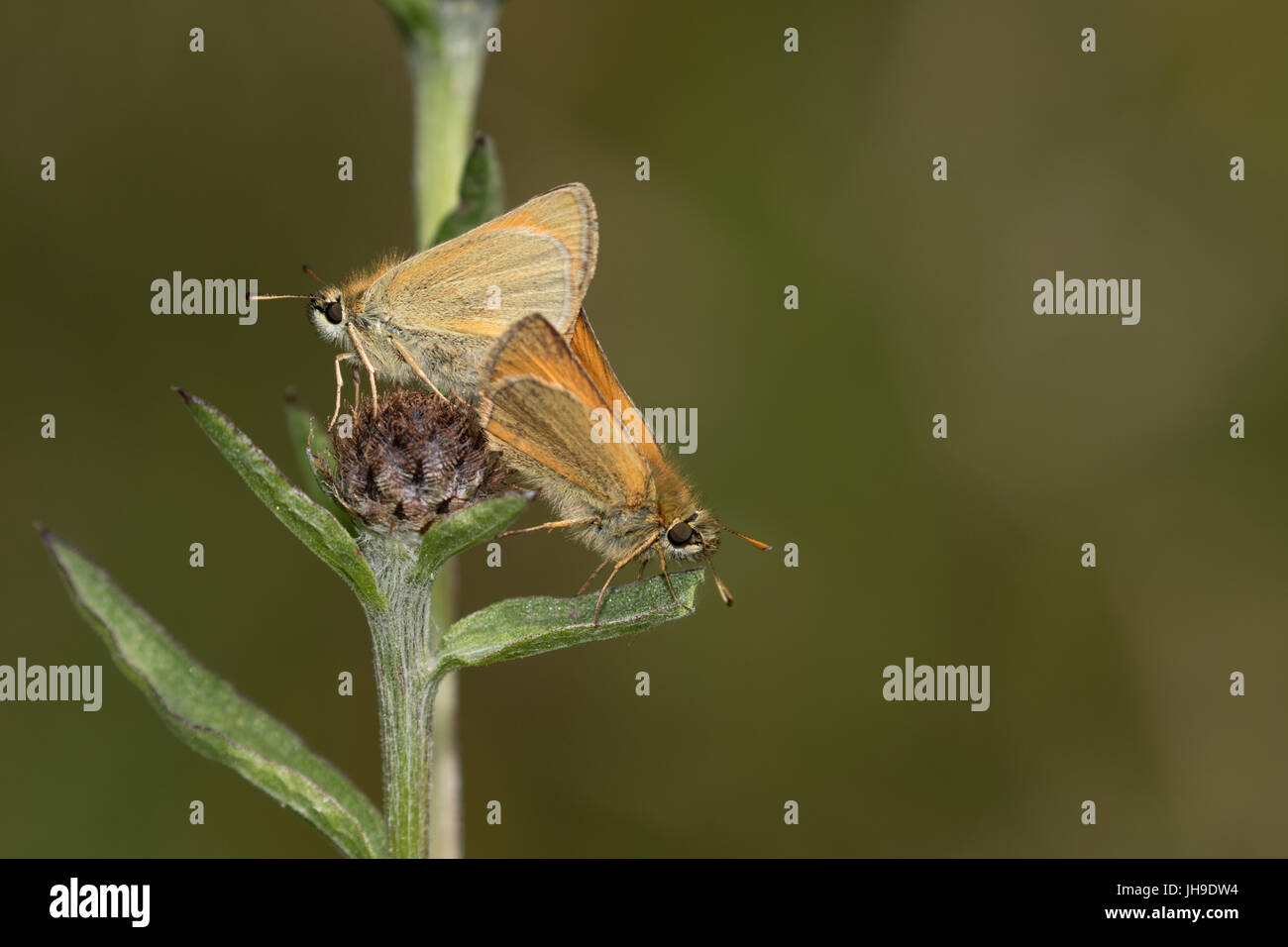 Five-spot Burnet moths mating Stock Photo - Alamy
