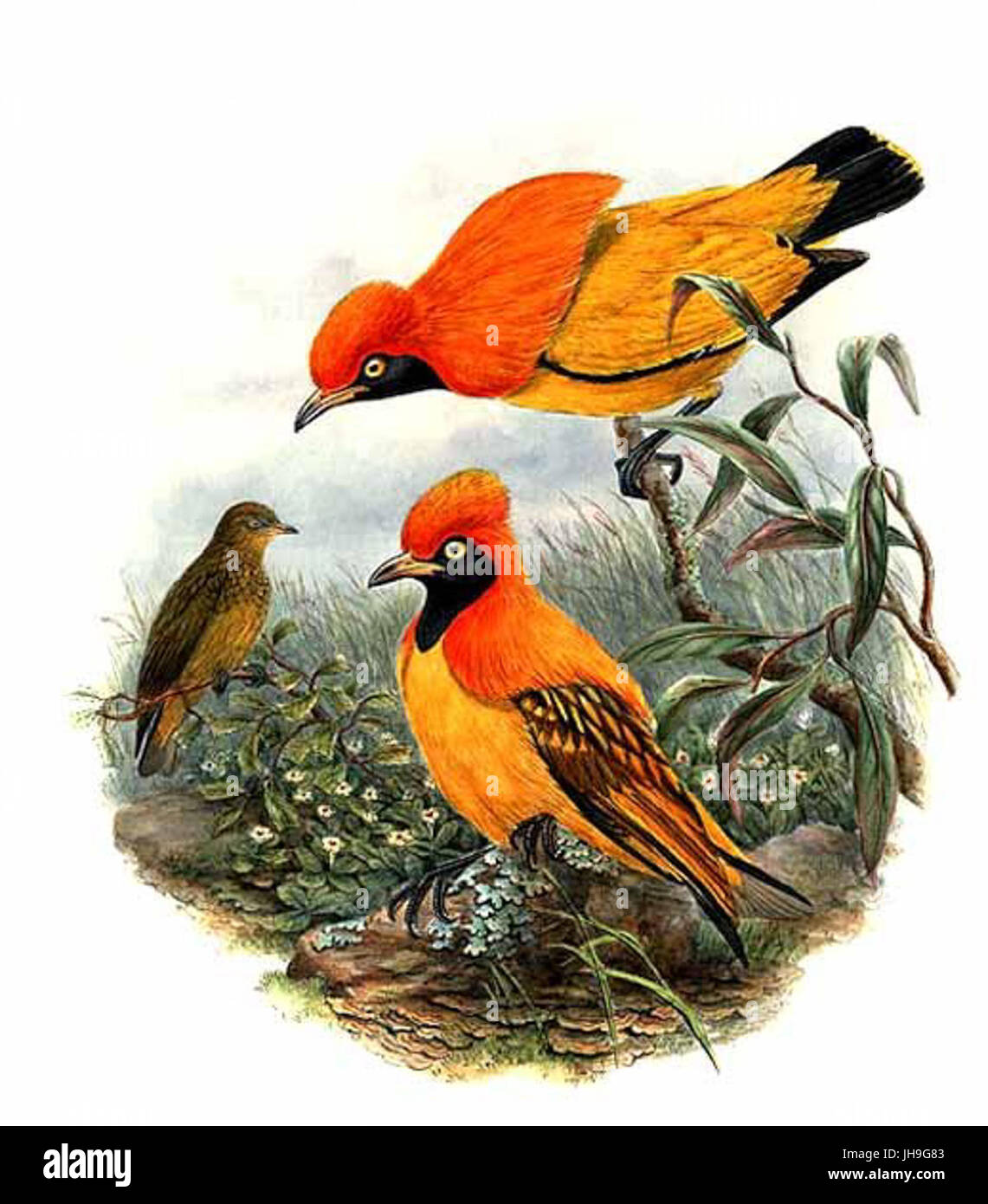 Bowerbird Cut Out Stock Images & Pictures - Alamy