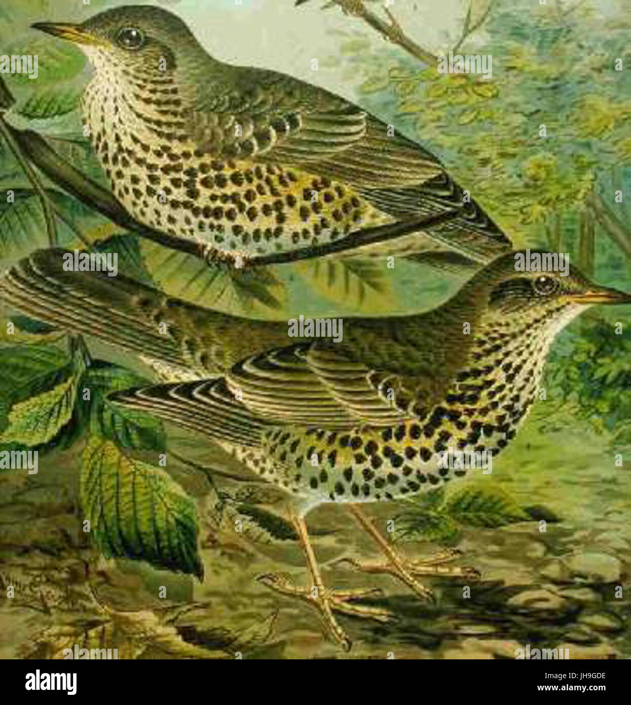 Mistle illustration hi-res stock photography and images - Alamy