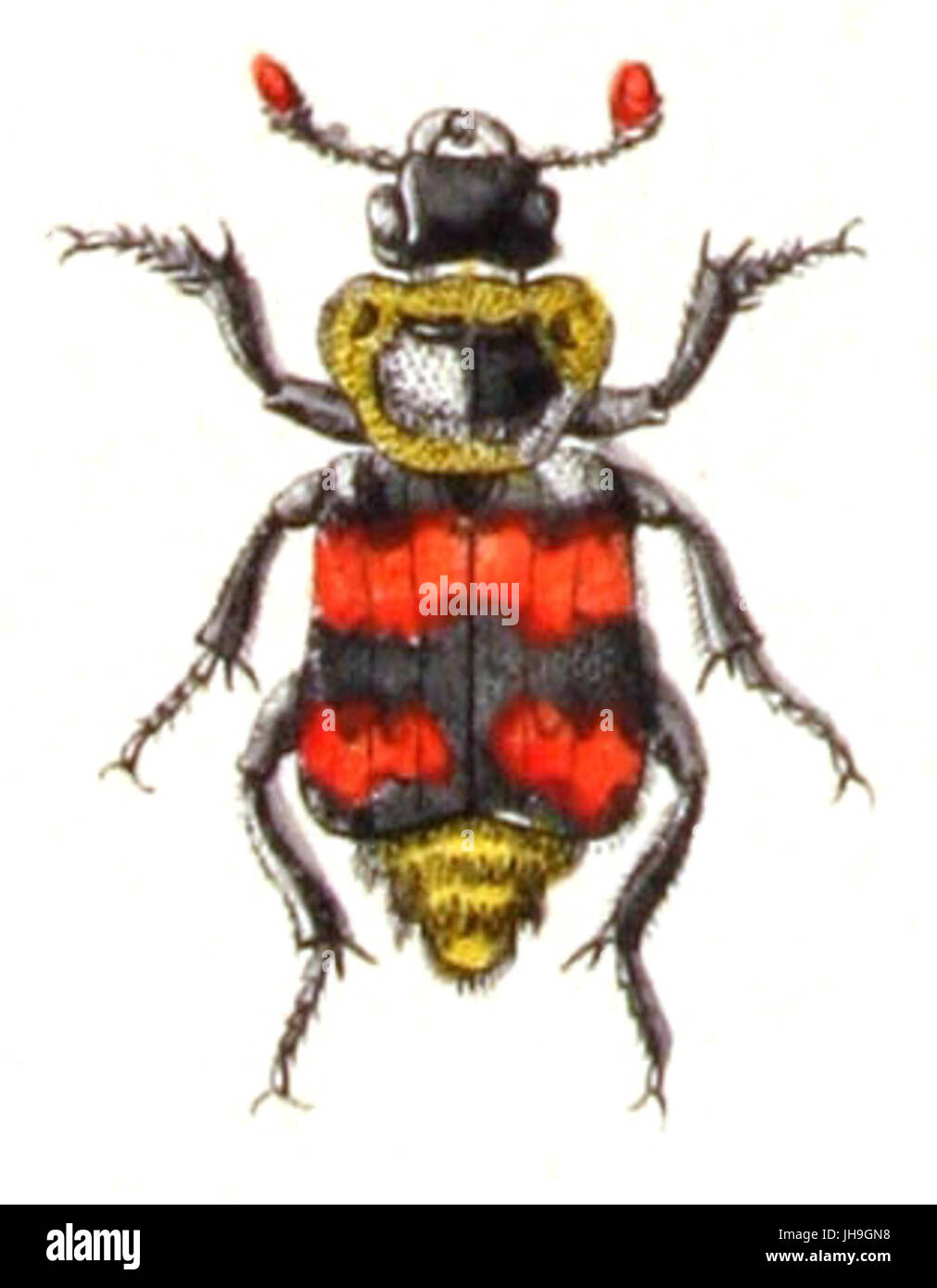 Burying beetle insect species hi-res stock photography and images - Alamy