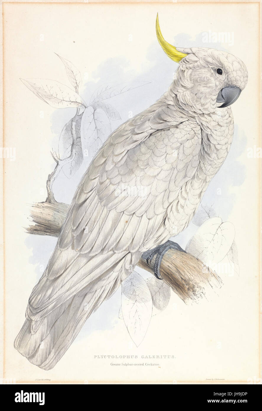 An illustration by Edward Lear of the Greater Sulphur-crested Cockatoo ...