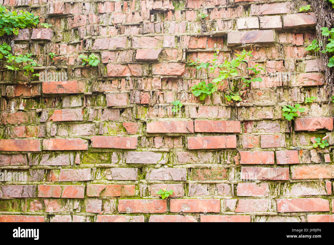 Lichen on wall. Background of brick wall texture Stock Photo - Alamy