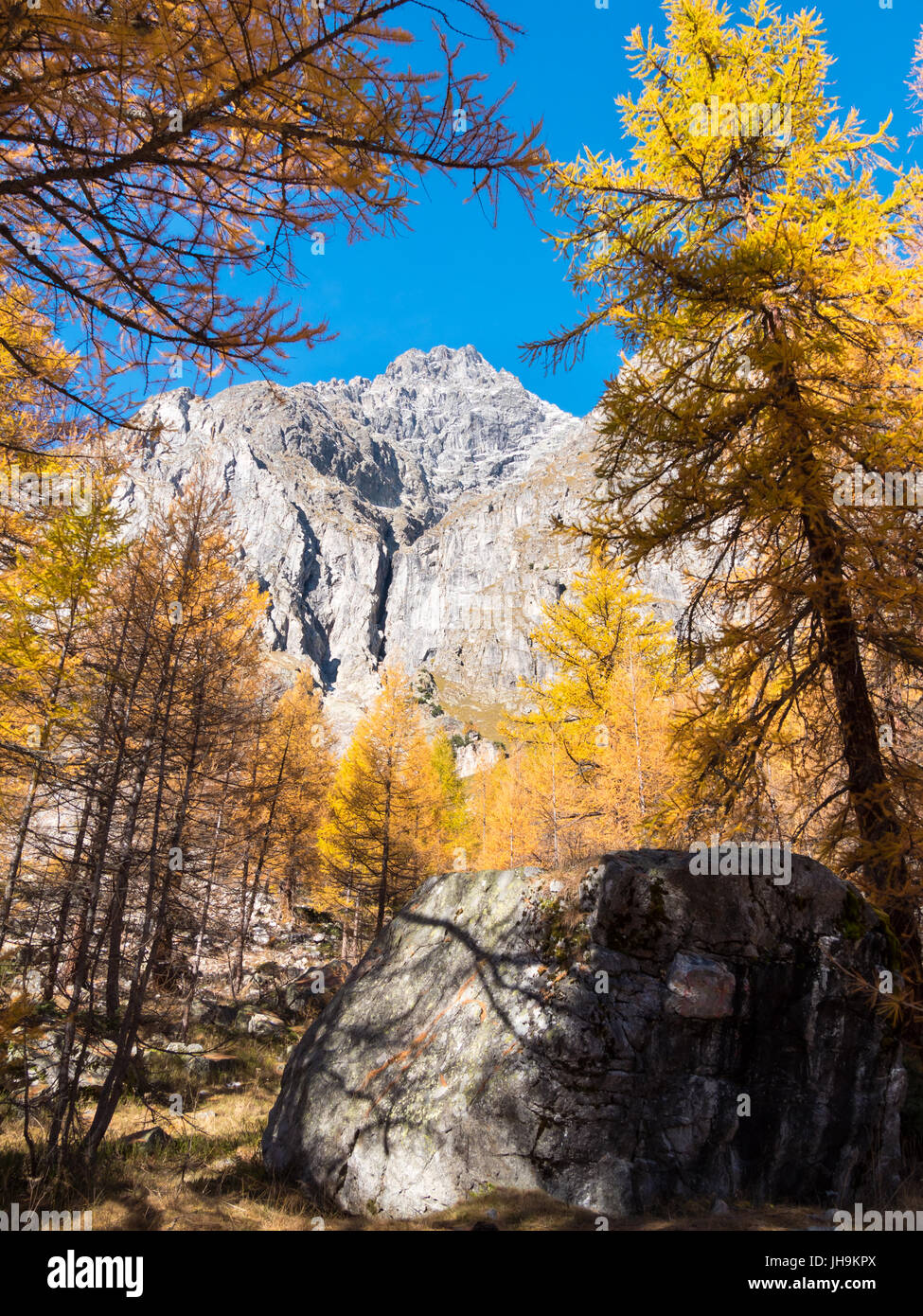 Larch trees and the peaks of Mont Blanc in fall - Courmayer, Val d ...