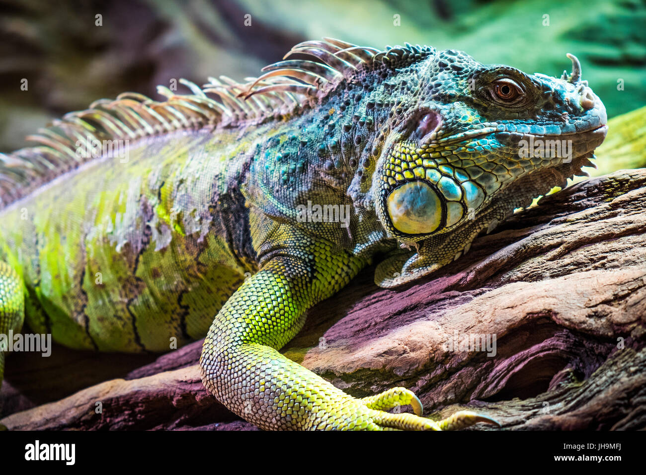 Lizard sitting on a tree Stock Photo - Alamy