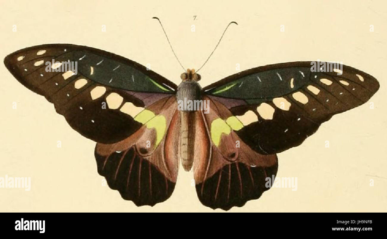 Wallacei hi-res stock photography and images - Alamy