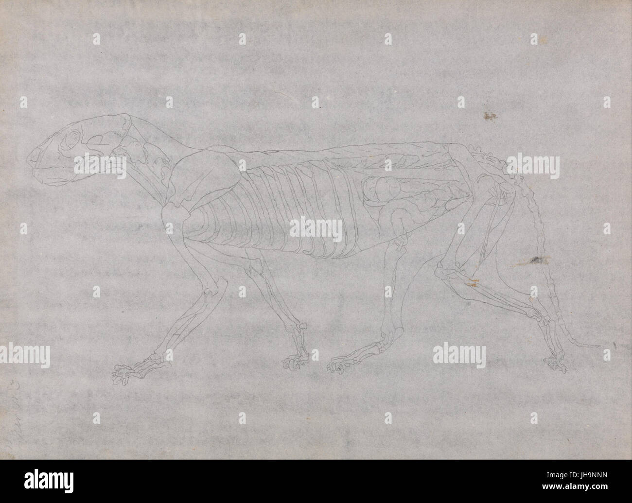 George Stubbs' work, ‘A Comparative Anatomical Exposition,’ examines ...