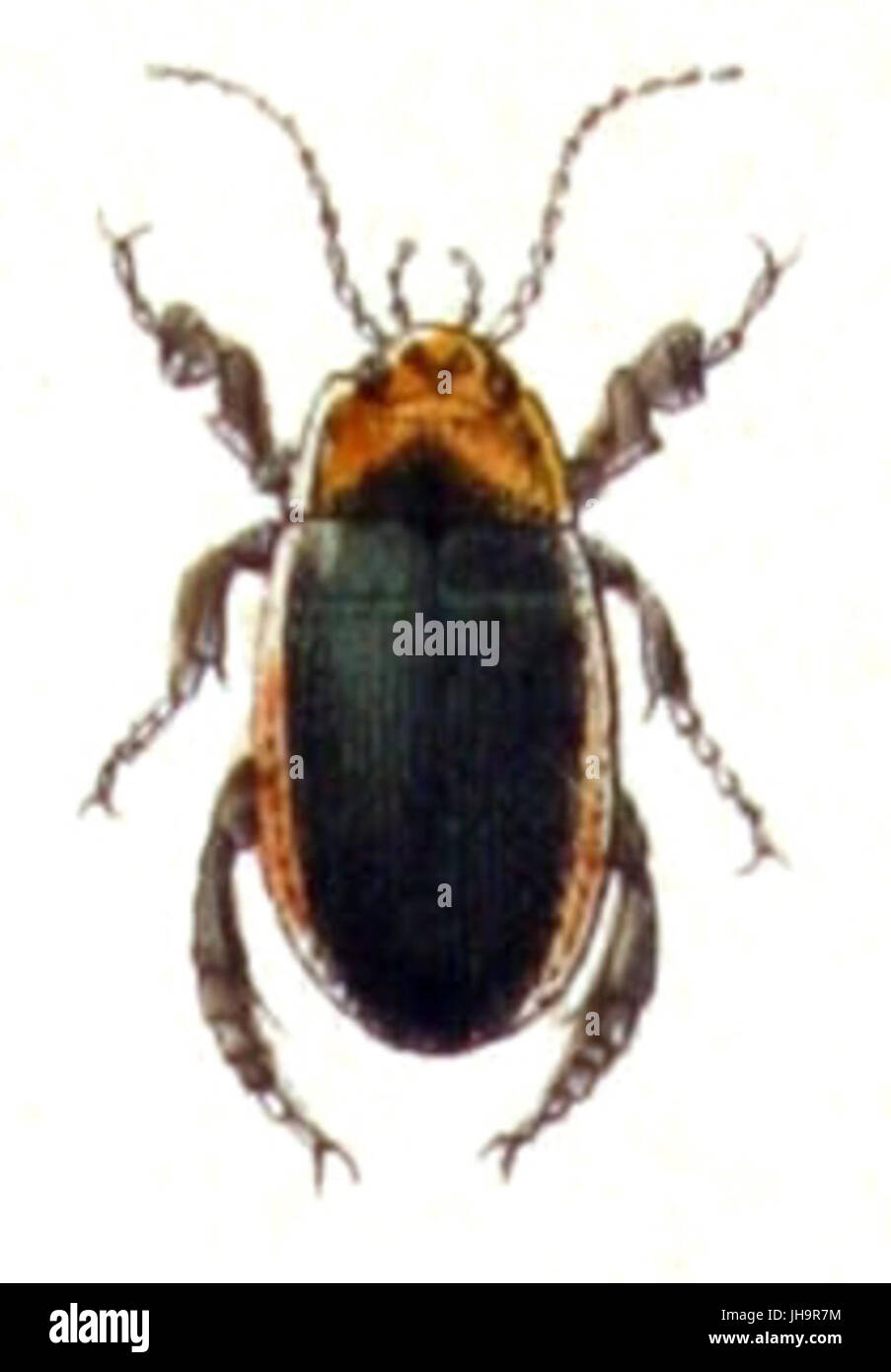 Hydaticus transversalis hi-res stock photography and images - Alamy