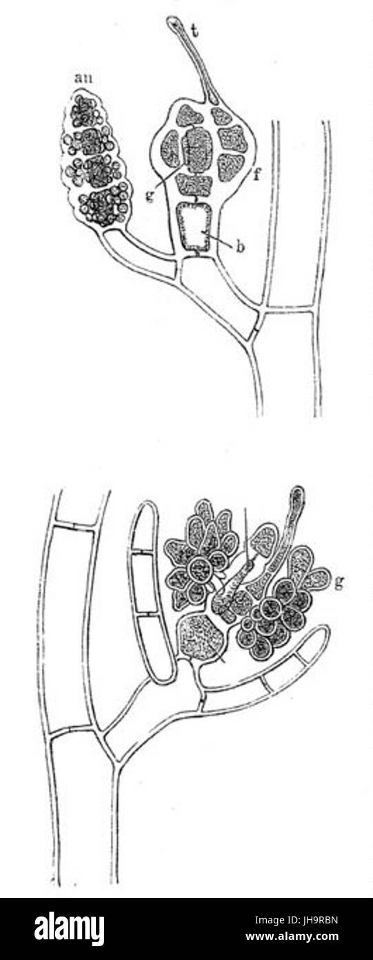 Hermaphroditum hi-res stock photography and images - Alamy