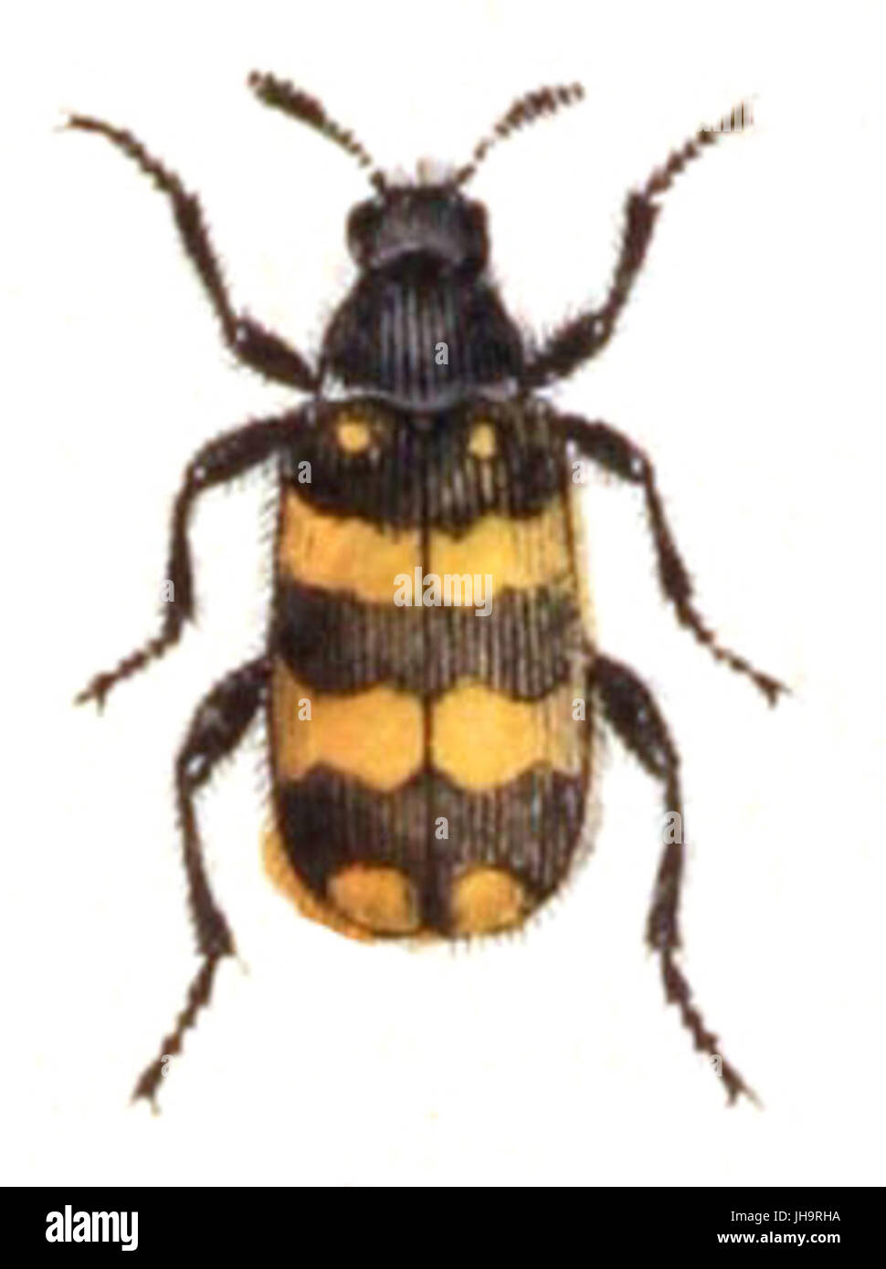 Polymorphus hi-res stock photography and images - Alamy