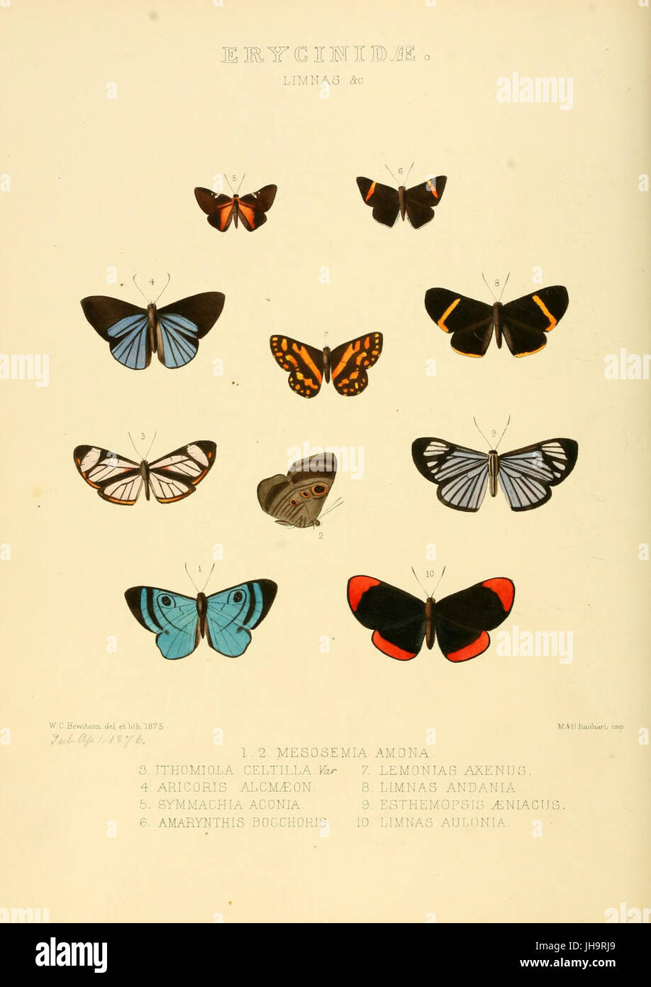 Illustrations of new species of exotic butterflies Limnas &c Stock ...