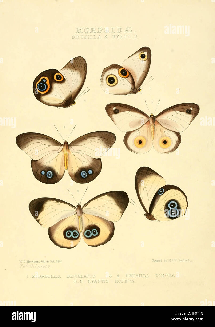 The illustrations depict newly identified species of exotic butterflies ...