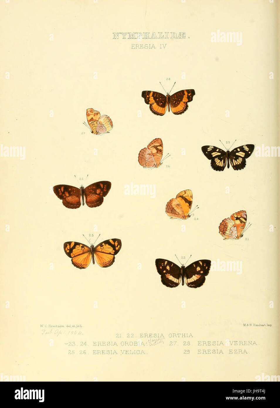 Species eresia hi-res stock photography and images - Alamy