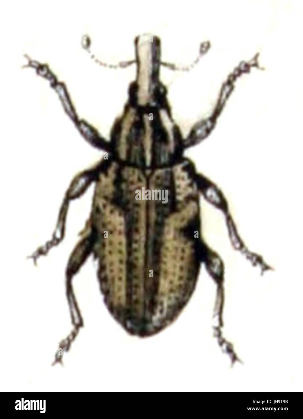 Hypera hi-res stock photography and images - Alamy