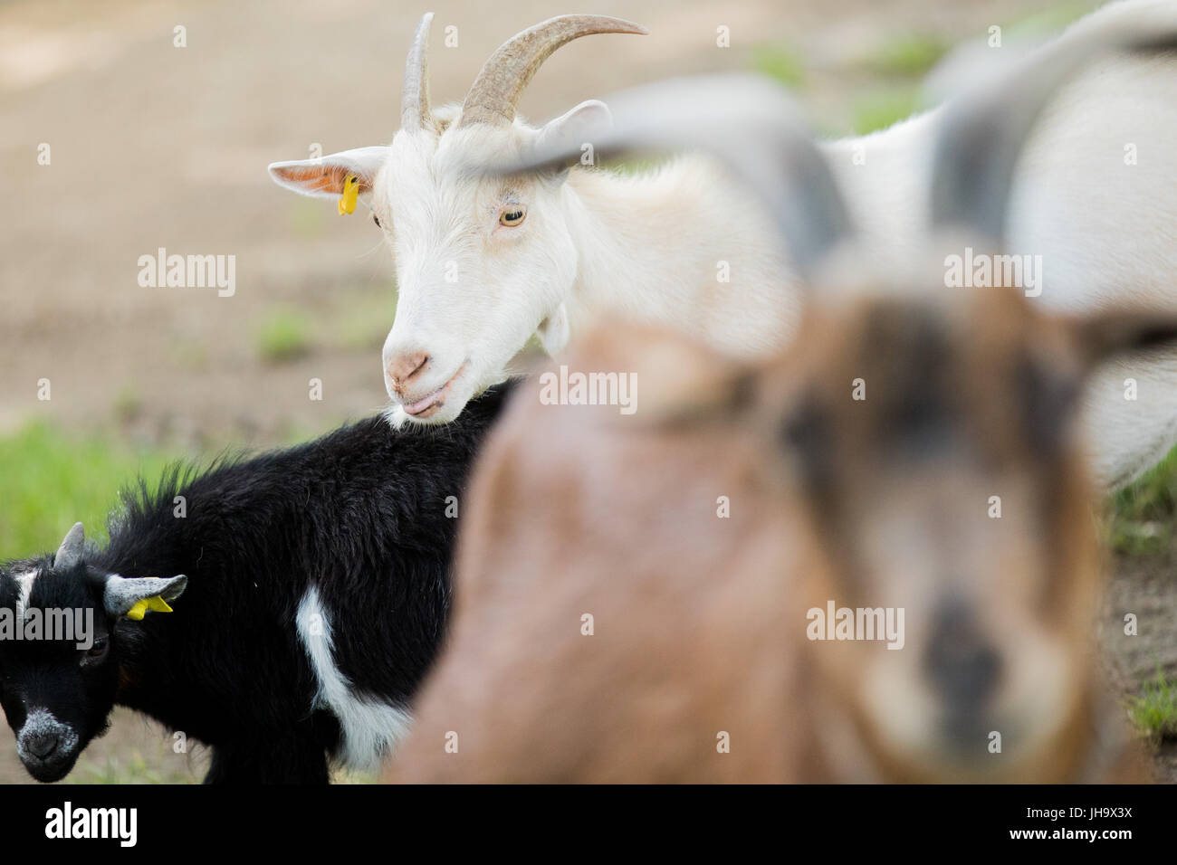 Cologne, Germany. 13th July, 2017. The mascot of 1. FC Koeln, billygoat ...