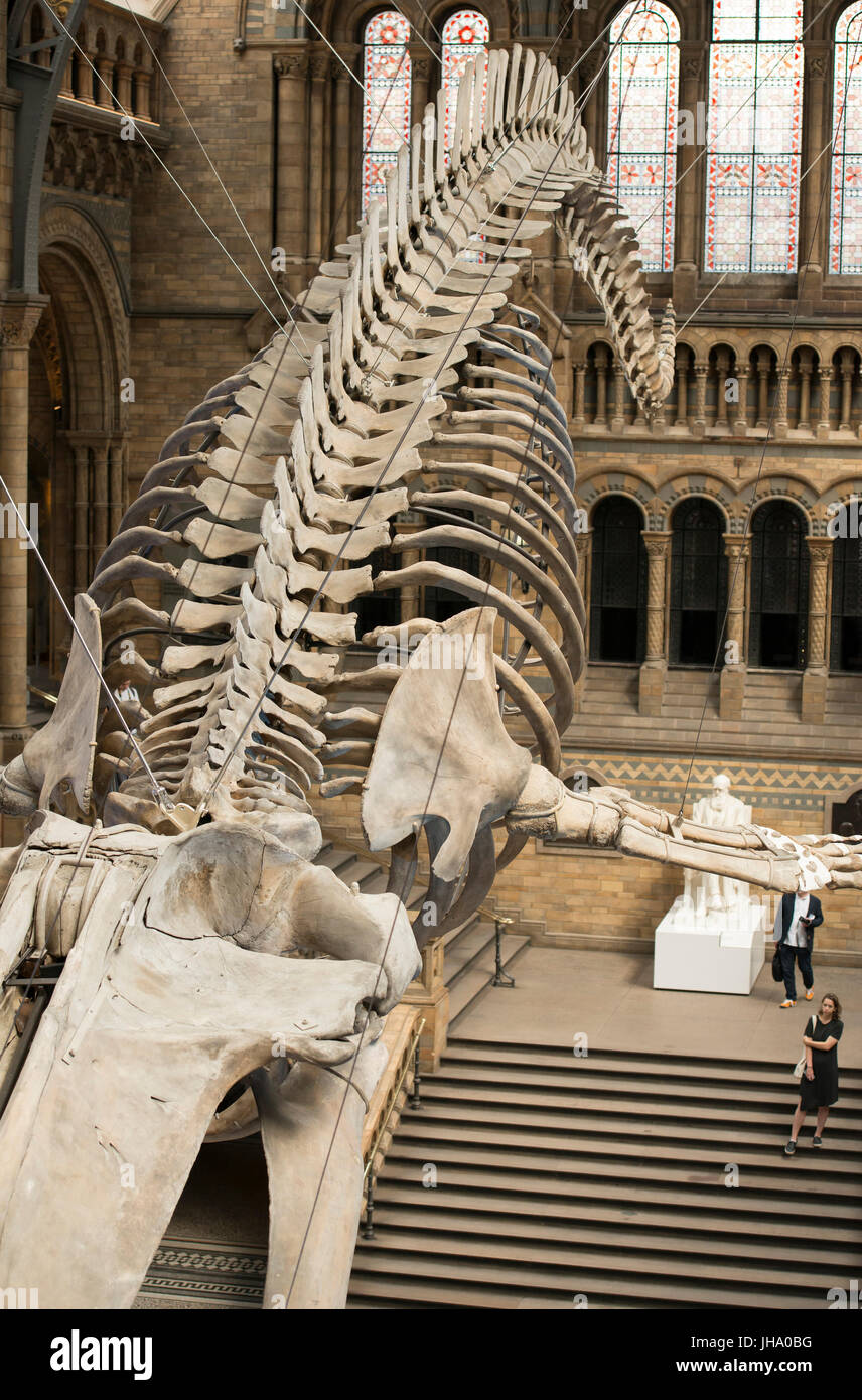 Natural History Museum , London, UK. 13th July, 2017. The Natural ...