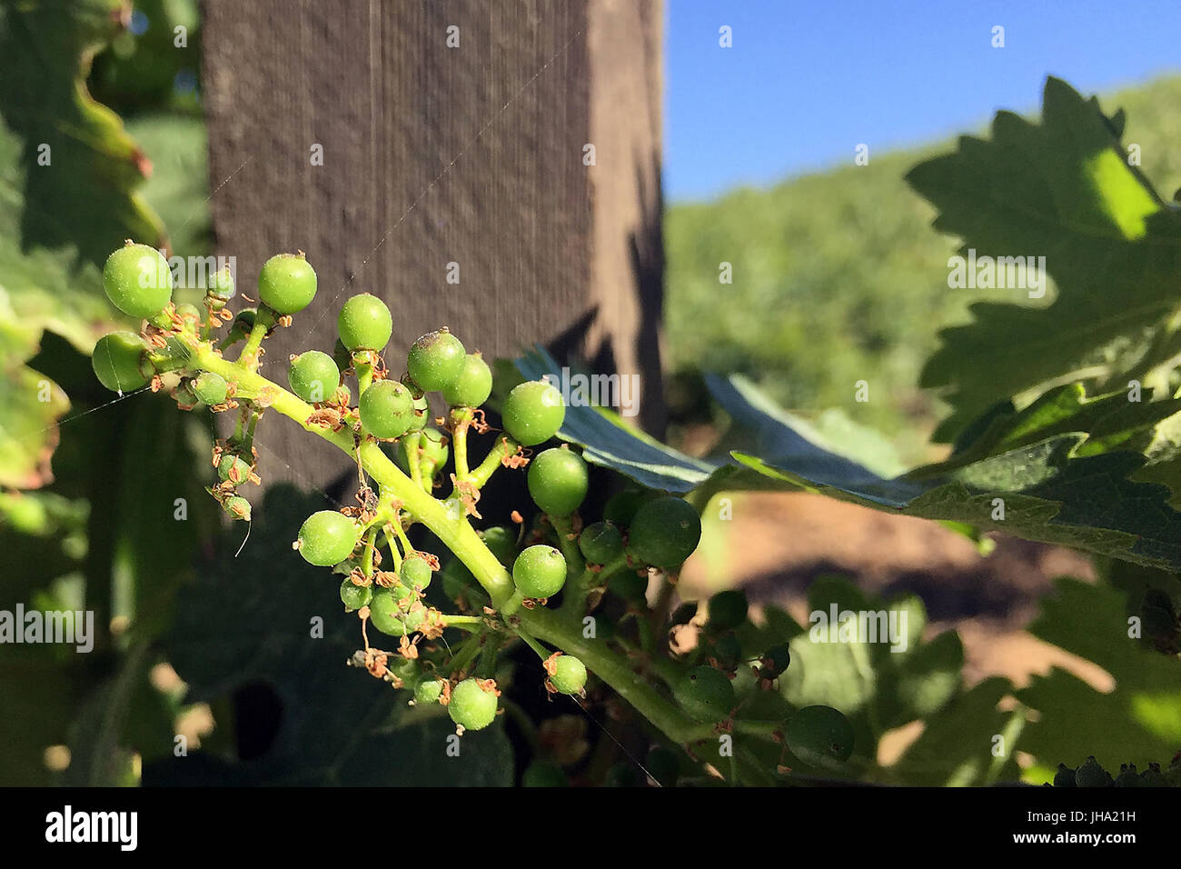Younggrapes hi-res stock photography and images - Alamy