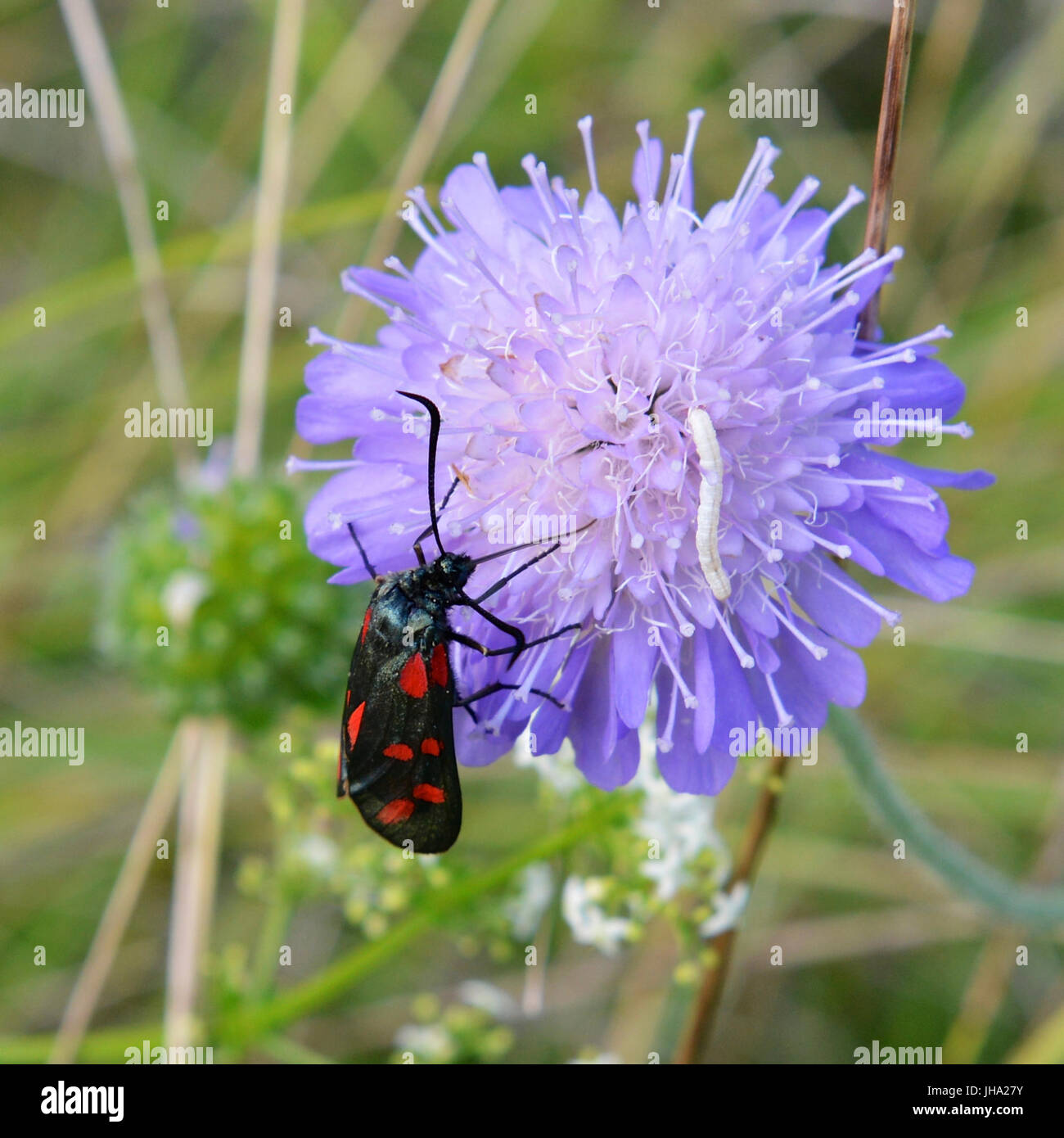 Butterflies on Colley Hill, Surrey. A Six Spot Burnet Butterfly Zygaena ...