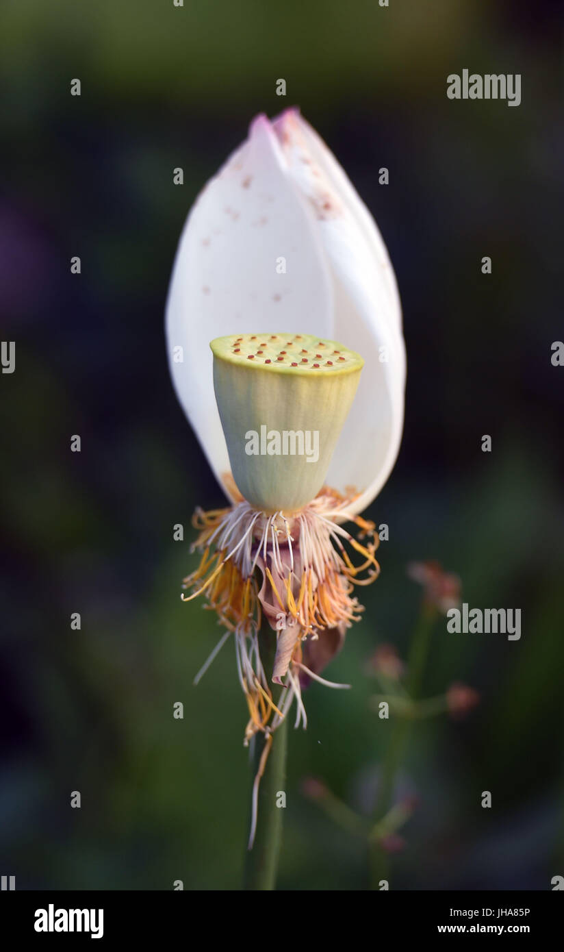 Yao'an. 13th July, 2017. Photo taken on July 13, 2017 shows a lotus ...