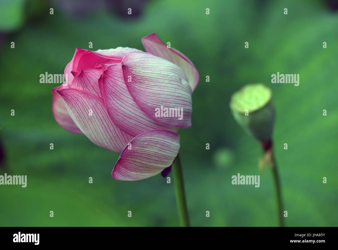 Yao'an. 13th July, 2017. Photo taken on July 13, 2017 shows a lotus ...