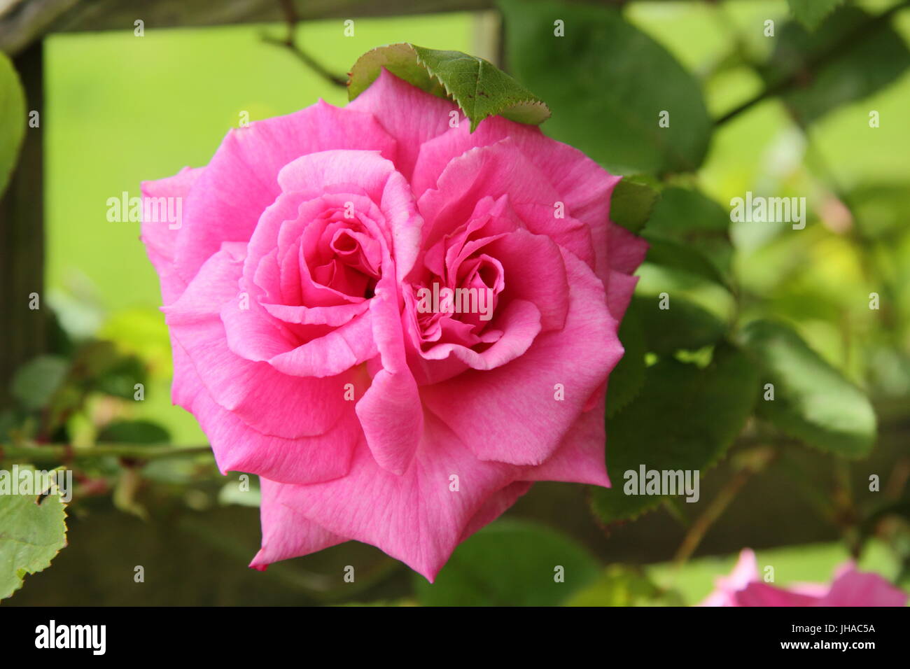 Rosa 'Zephirine Drouhin', a deep pink, scented, thornless, climbing ...