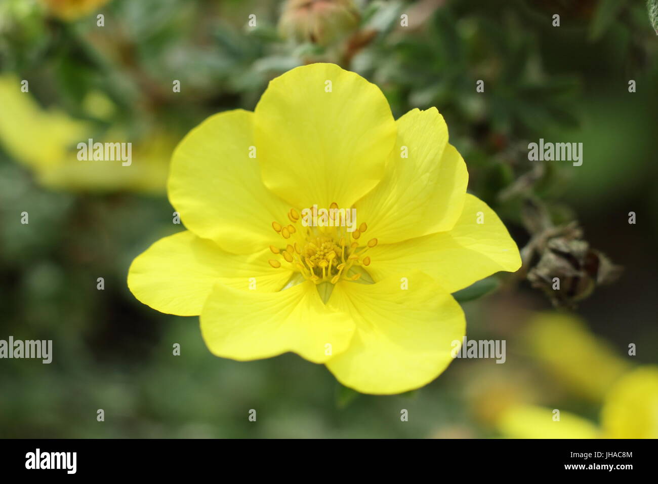 POTENTILLA ELIZABETH (shrubby cinquefoil Elizabeth) in full bloom in an ...