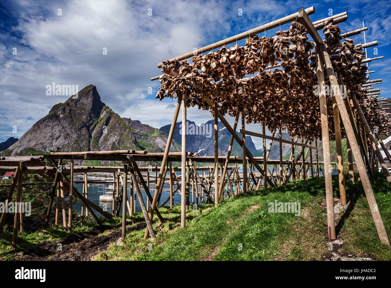 Lofoten islands fish heads drying on racks Stock Photo - Alamy