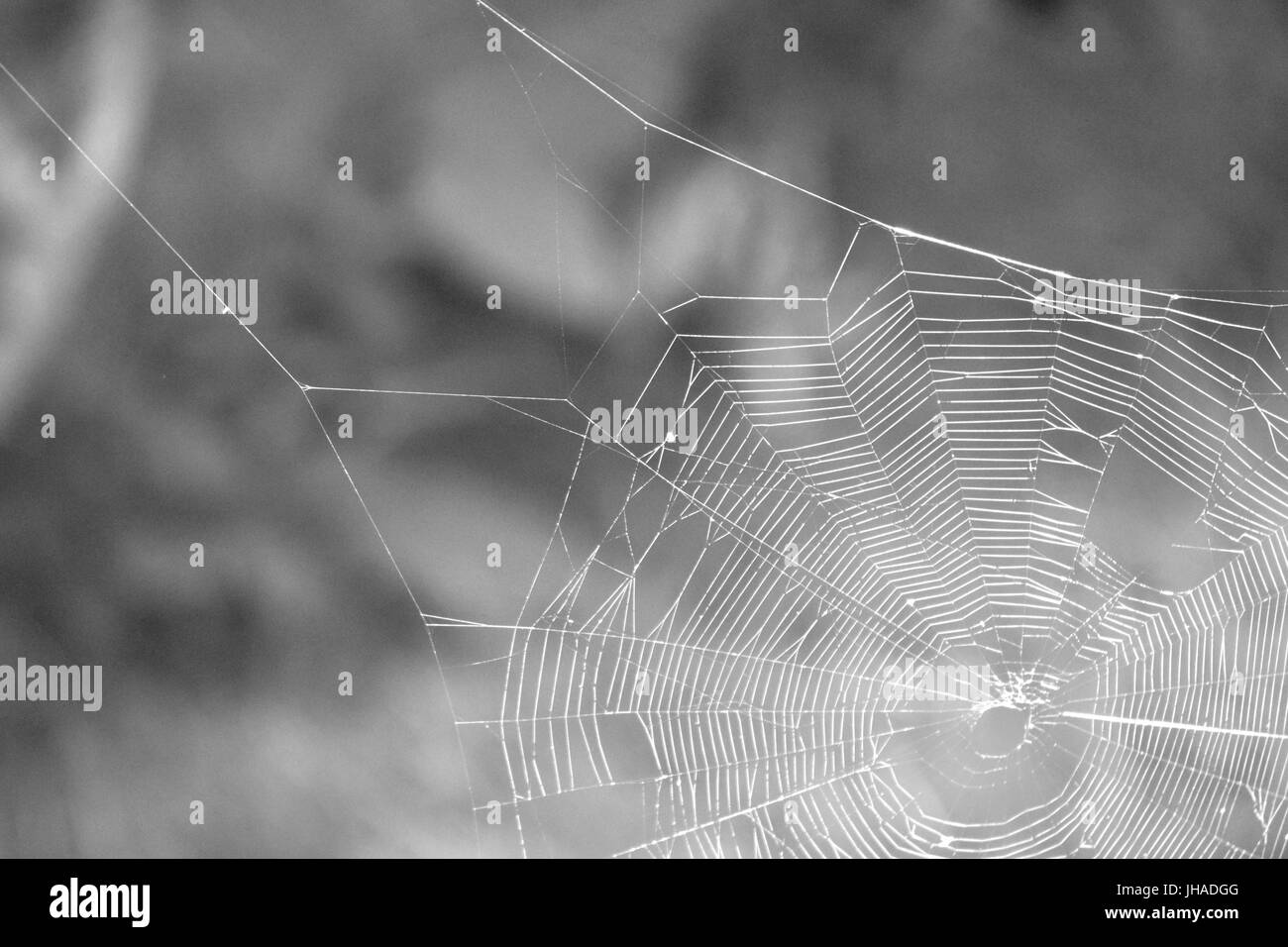A spider's web in the back garden, lit by early morning sun - with ...