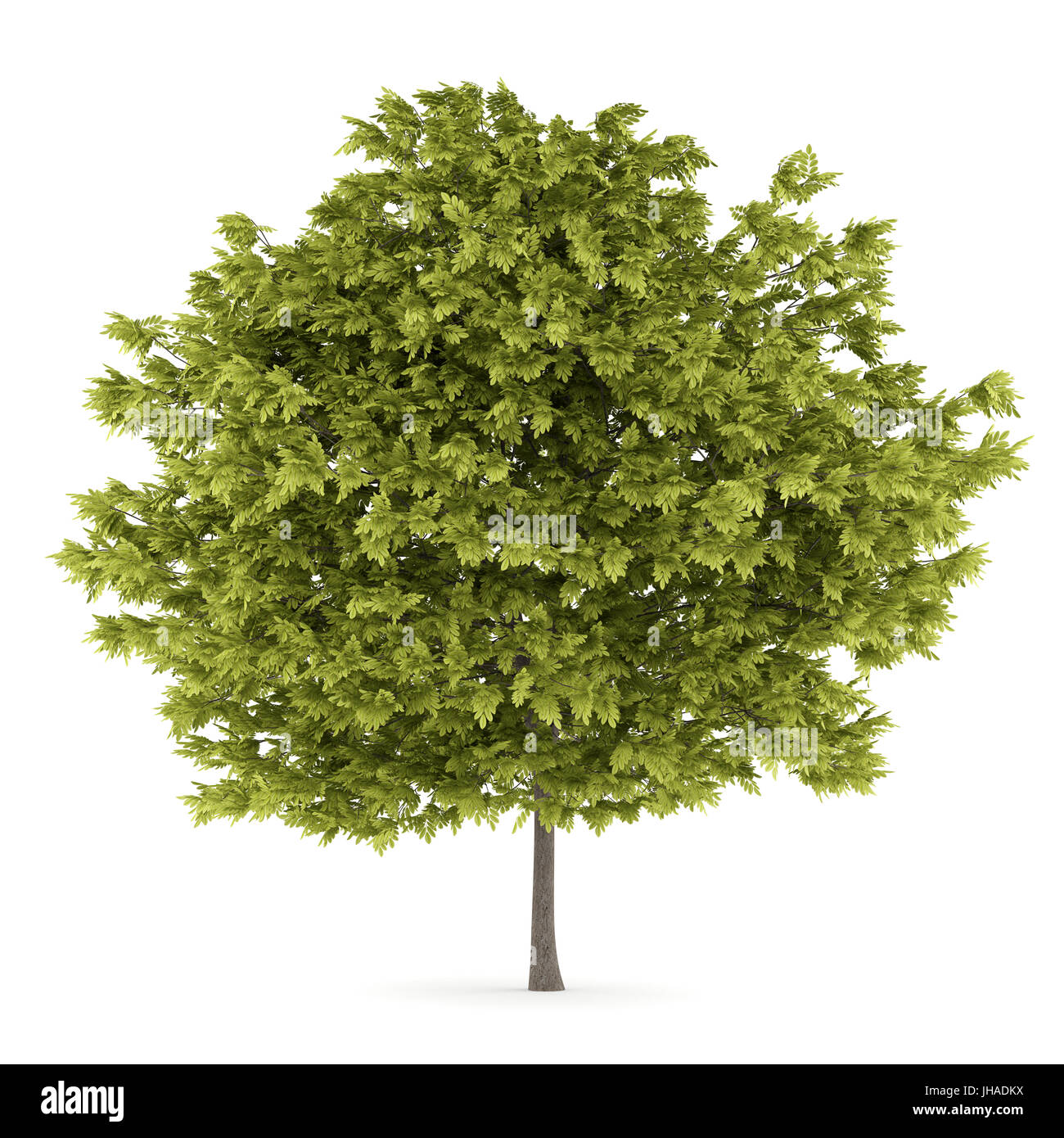 Honey Locust Thornless