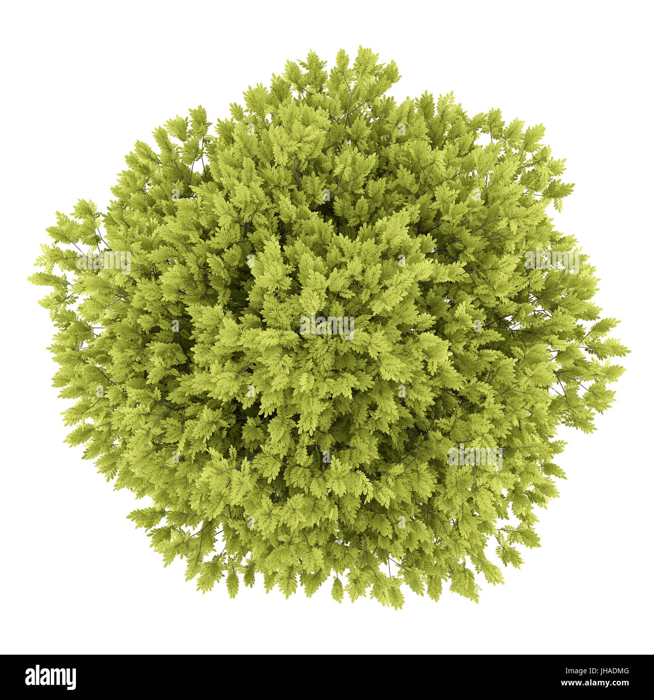 top view of honey locust tree isolated on white background Stock Photo ...