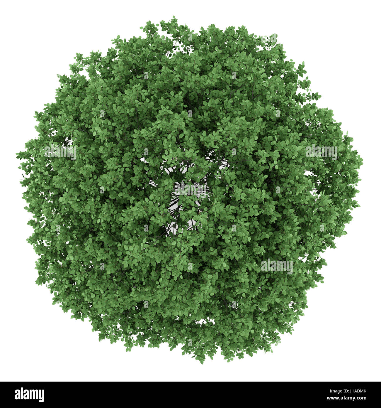 top view of common hornbeam tree isolated on white background Stock ...