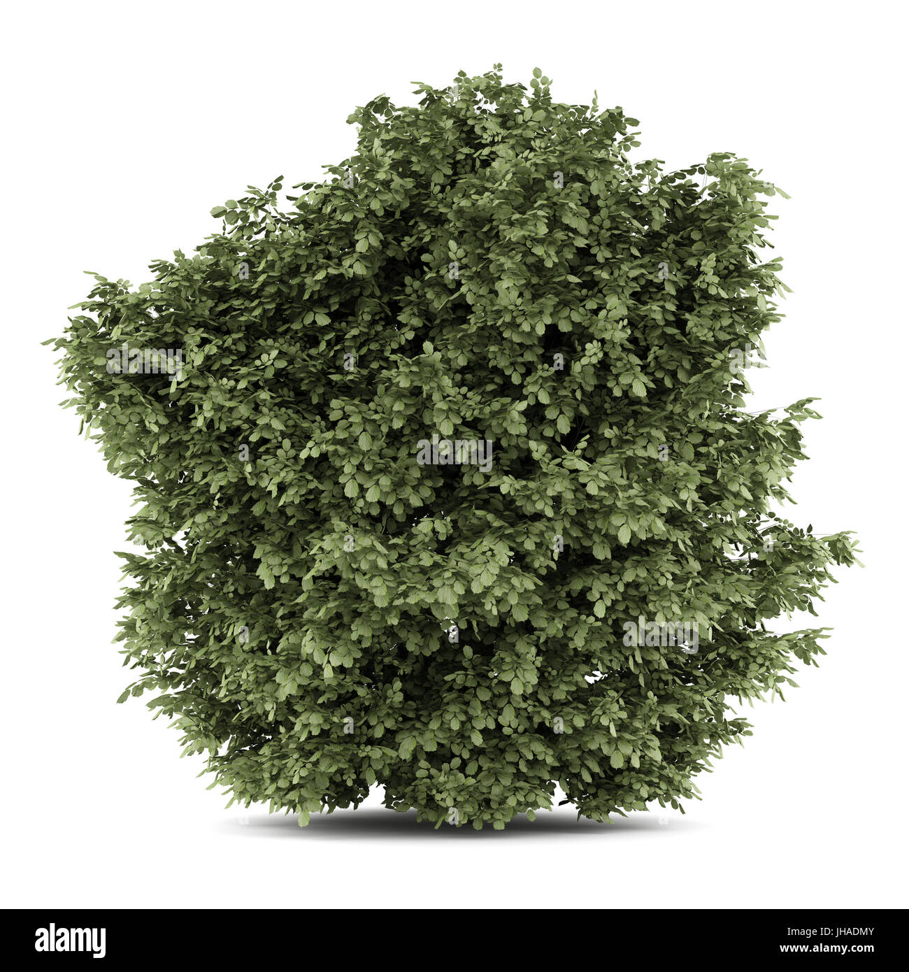 common hazel tree isolated on white background Stock Photo - Alamy