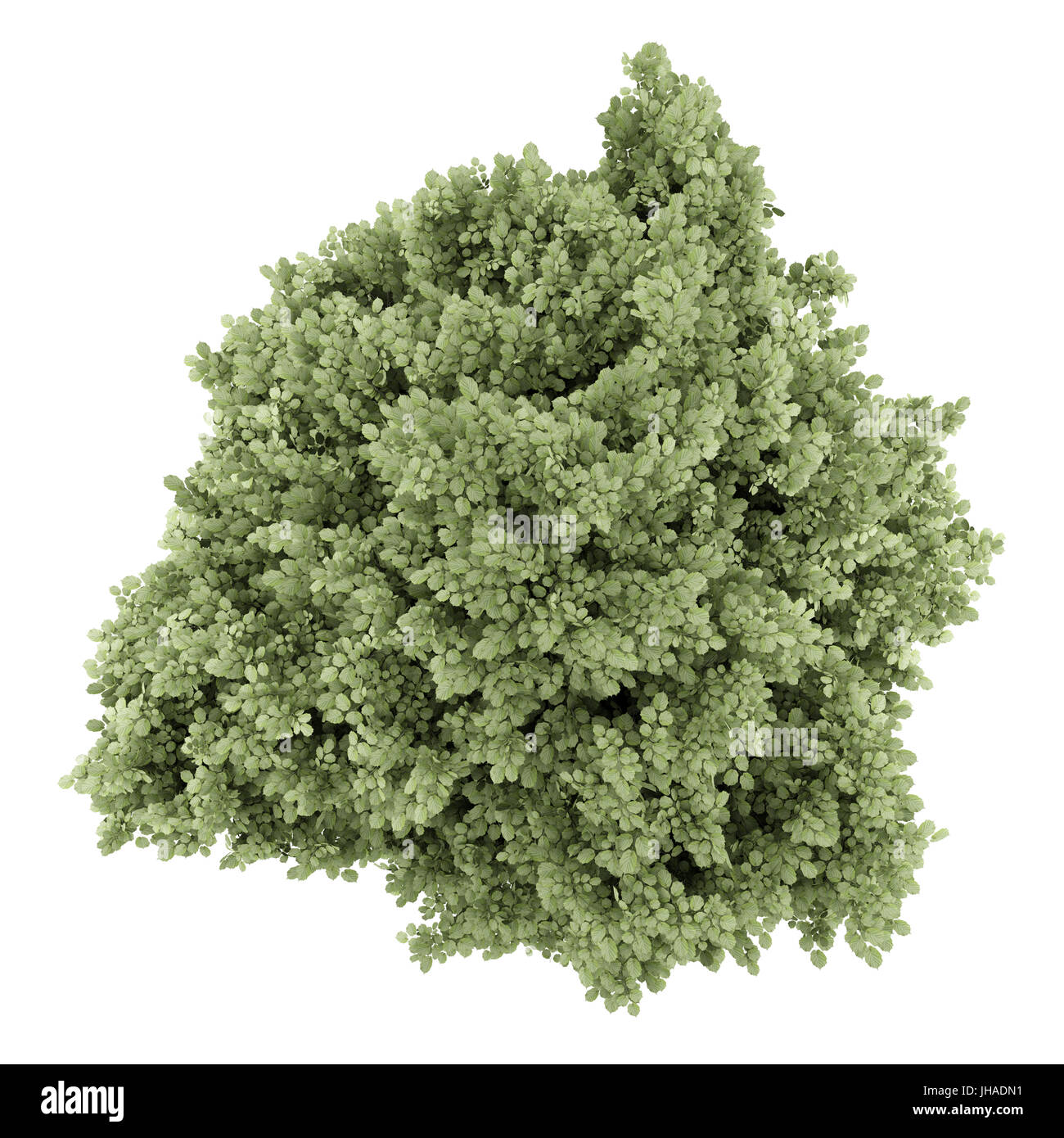 top view of common hazel tree isolated on white background Stock Photo ...