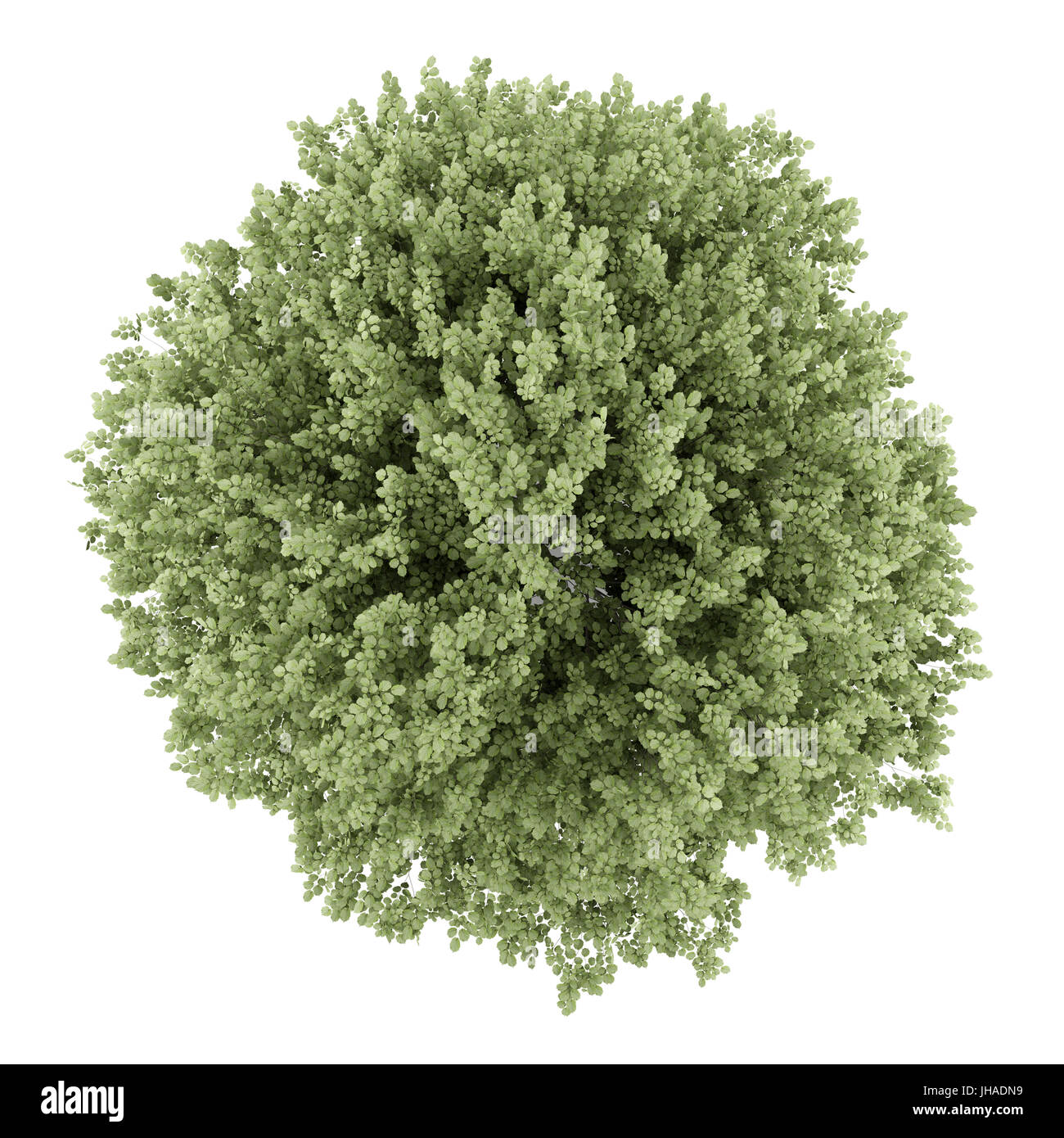 top view of common hazel tree isolated on white background Stock Photo ...