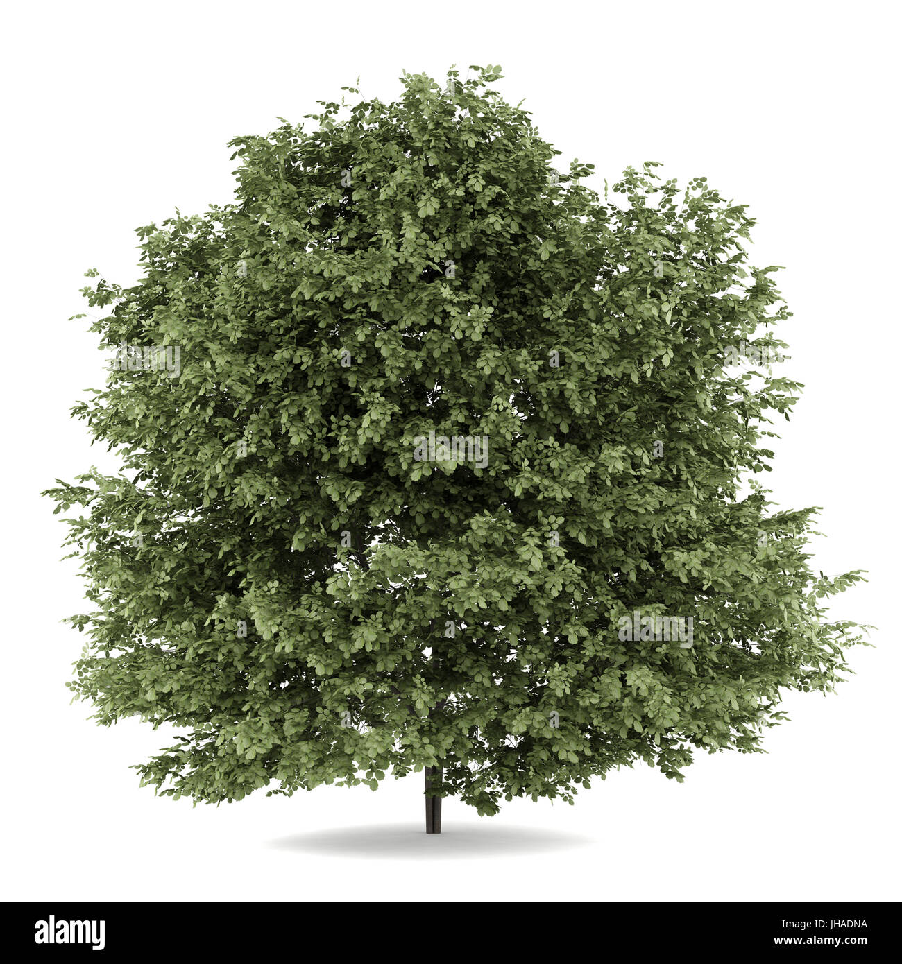 common hazel tree isolated on white background Stock Photo - Alamy