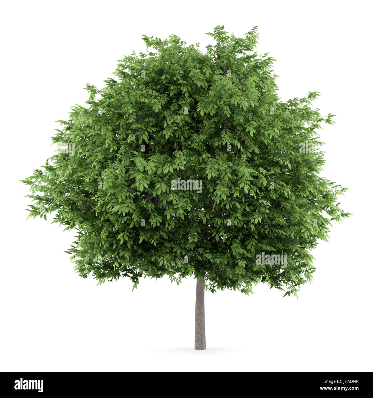 common walnut tree isolated on white background Stock Photo - Alamy