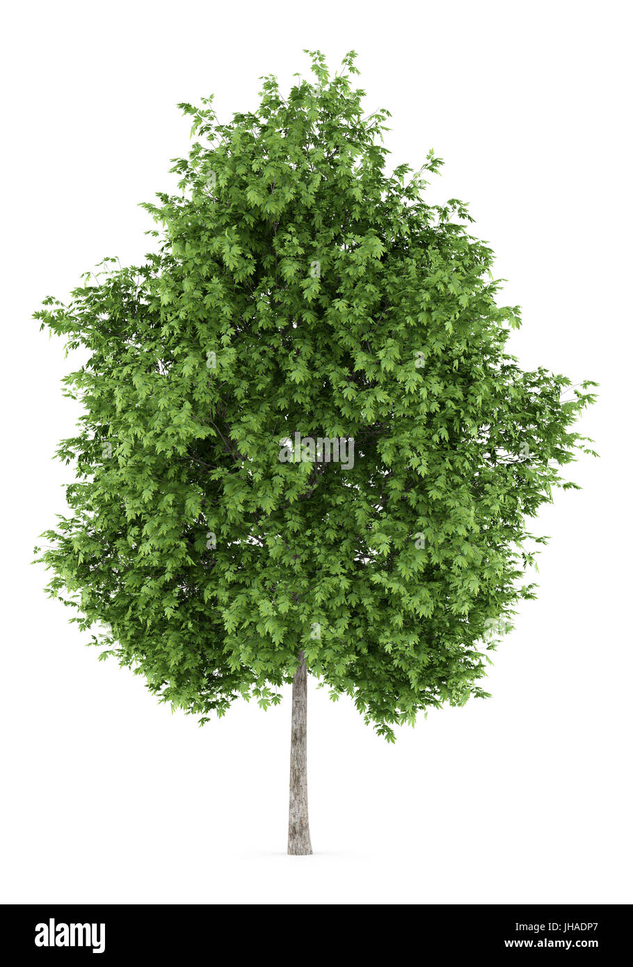 london plane tree isolated on white background Stock Photo - Alamy