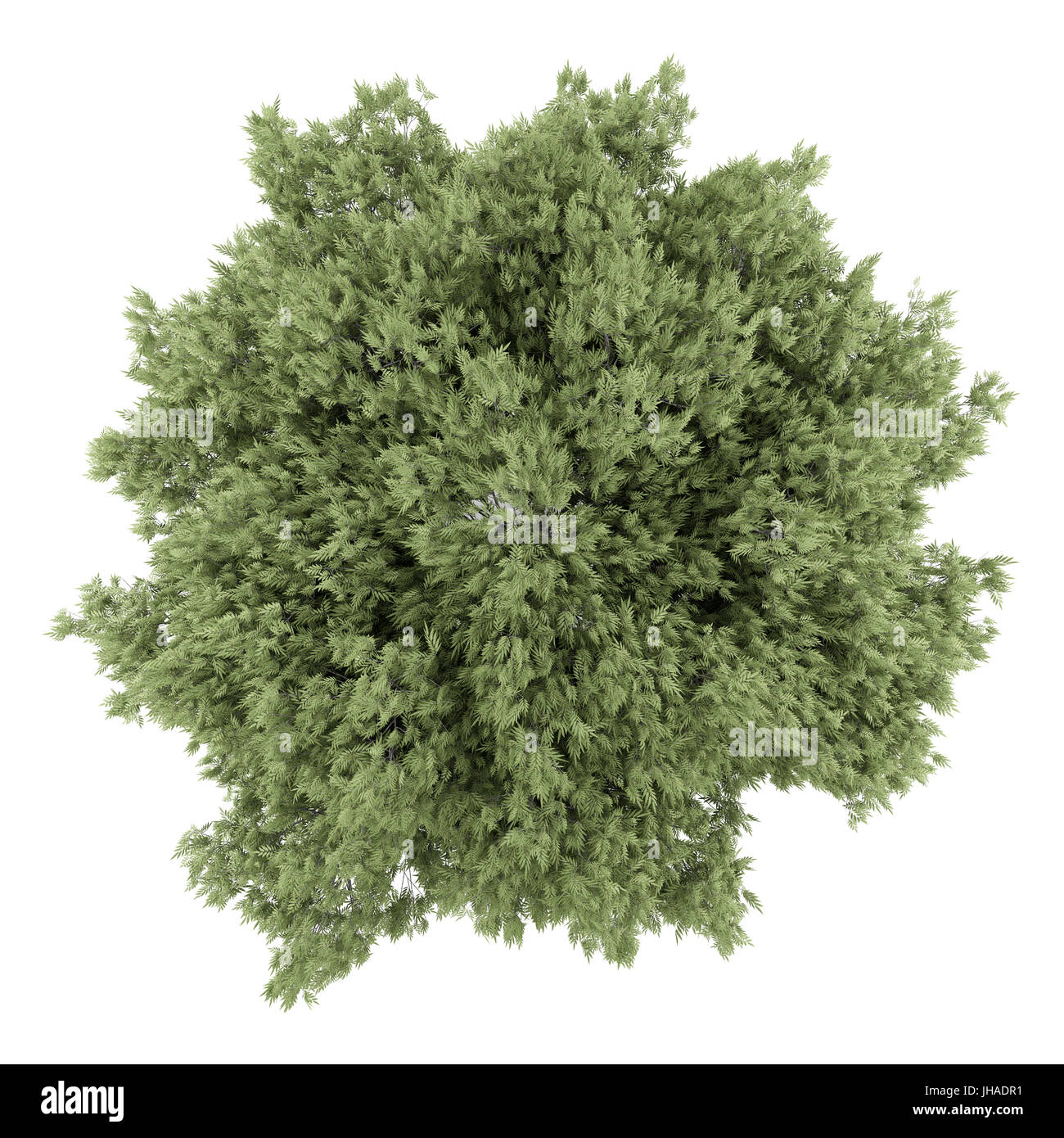 top view of crack willow tree isolated on white background Stock Photo ...