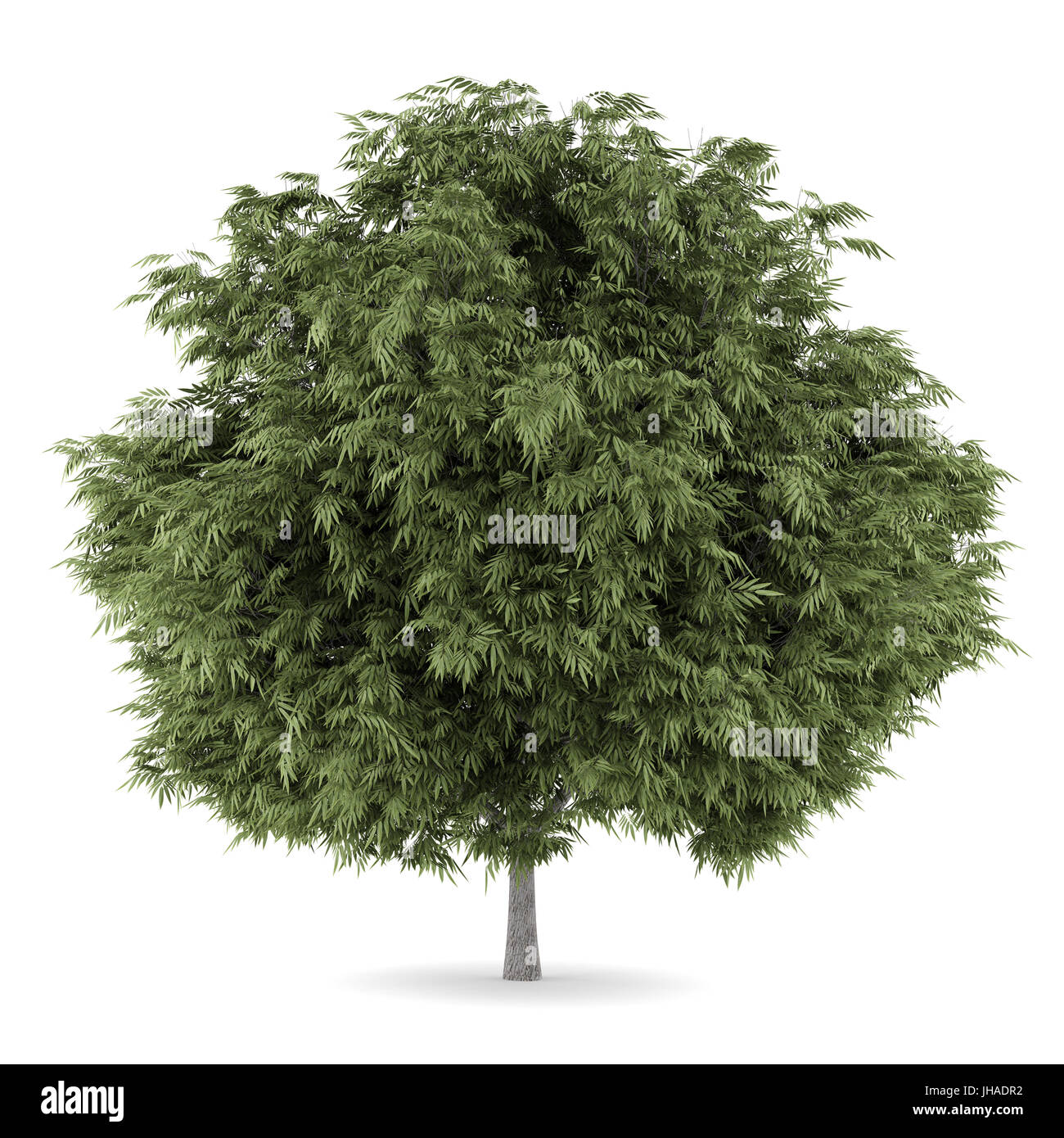 crack willow tree isolated on white background Stock Photo - Alamy