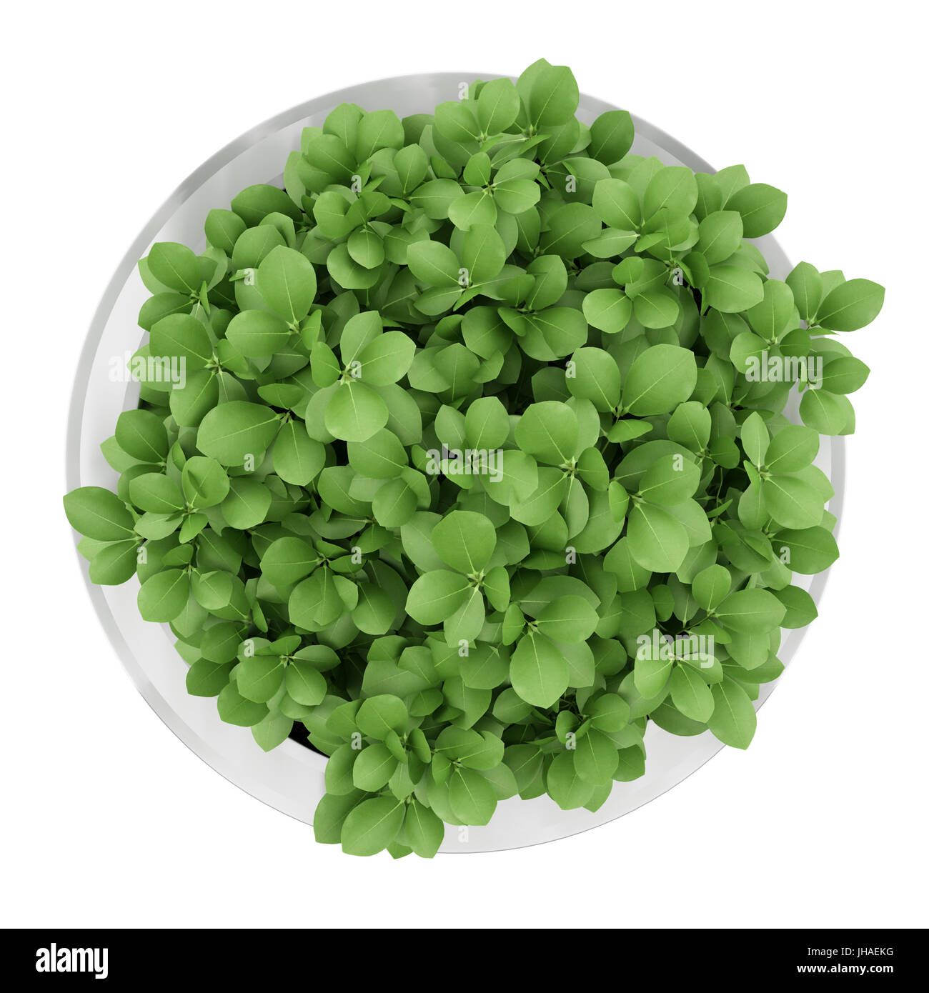 top view of houseplant in metallic pot isolated on white background ...