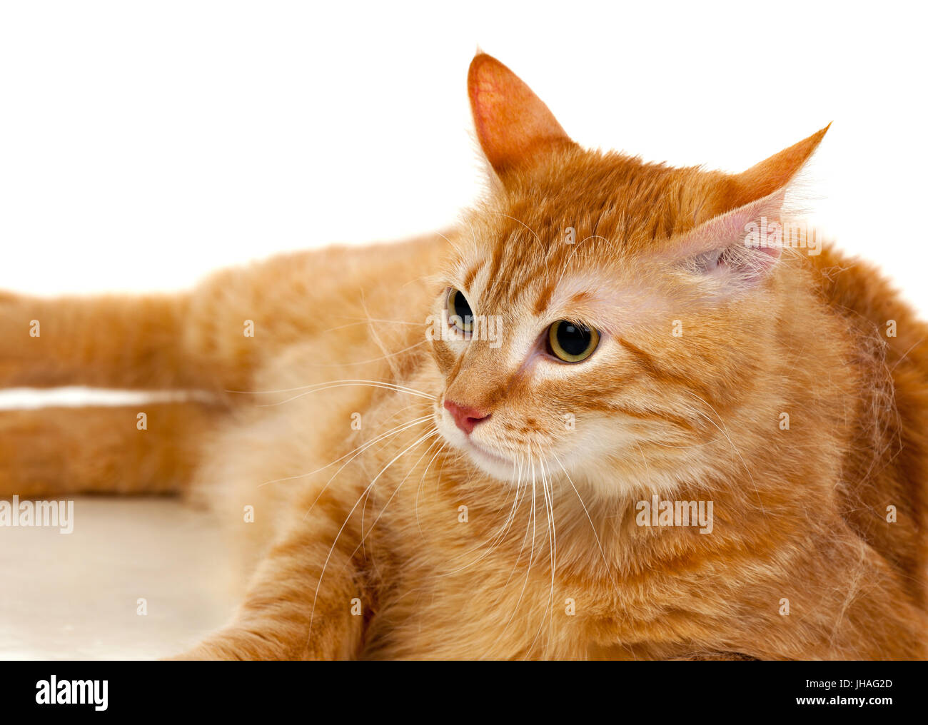 Adult red cat with overweigh isolated on a white background Stock Photo ...