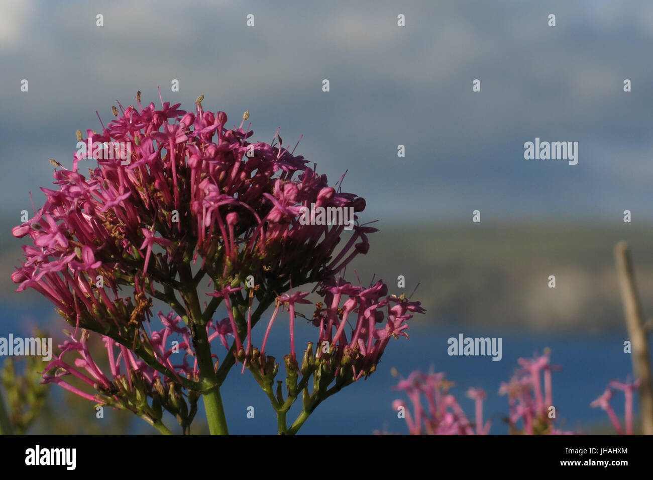 Flower detail Cornwall Coast Stock Photo - Alamy