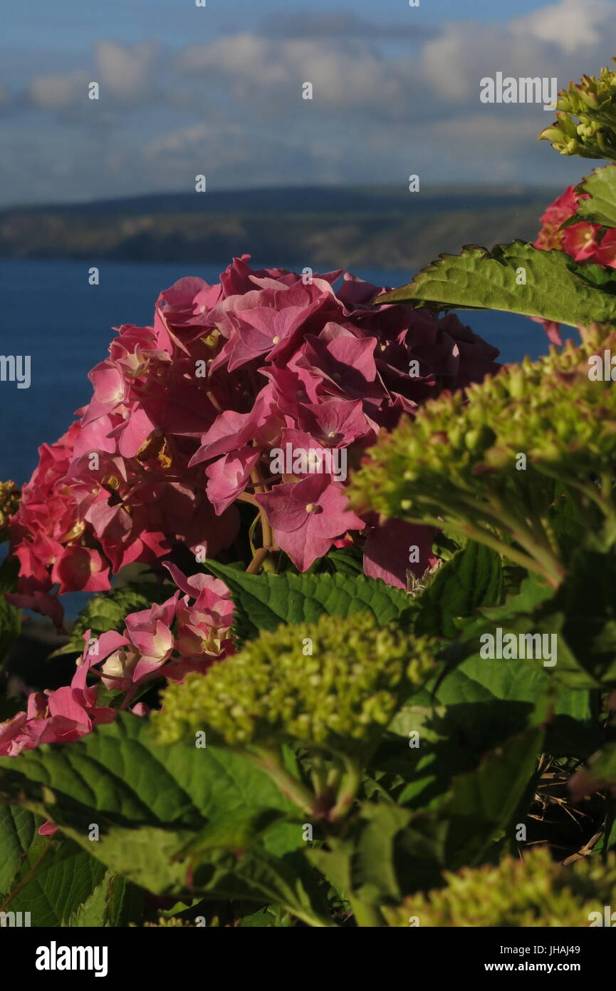 Pink Flowers in Cornwall Stock Photo - Alamy
