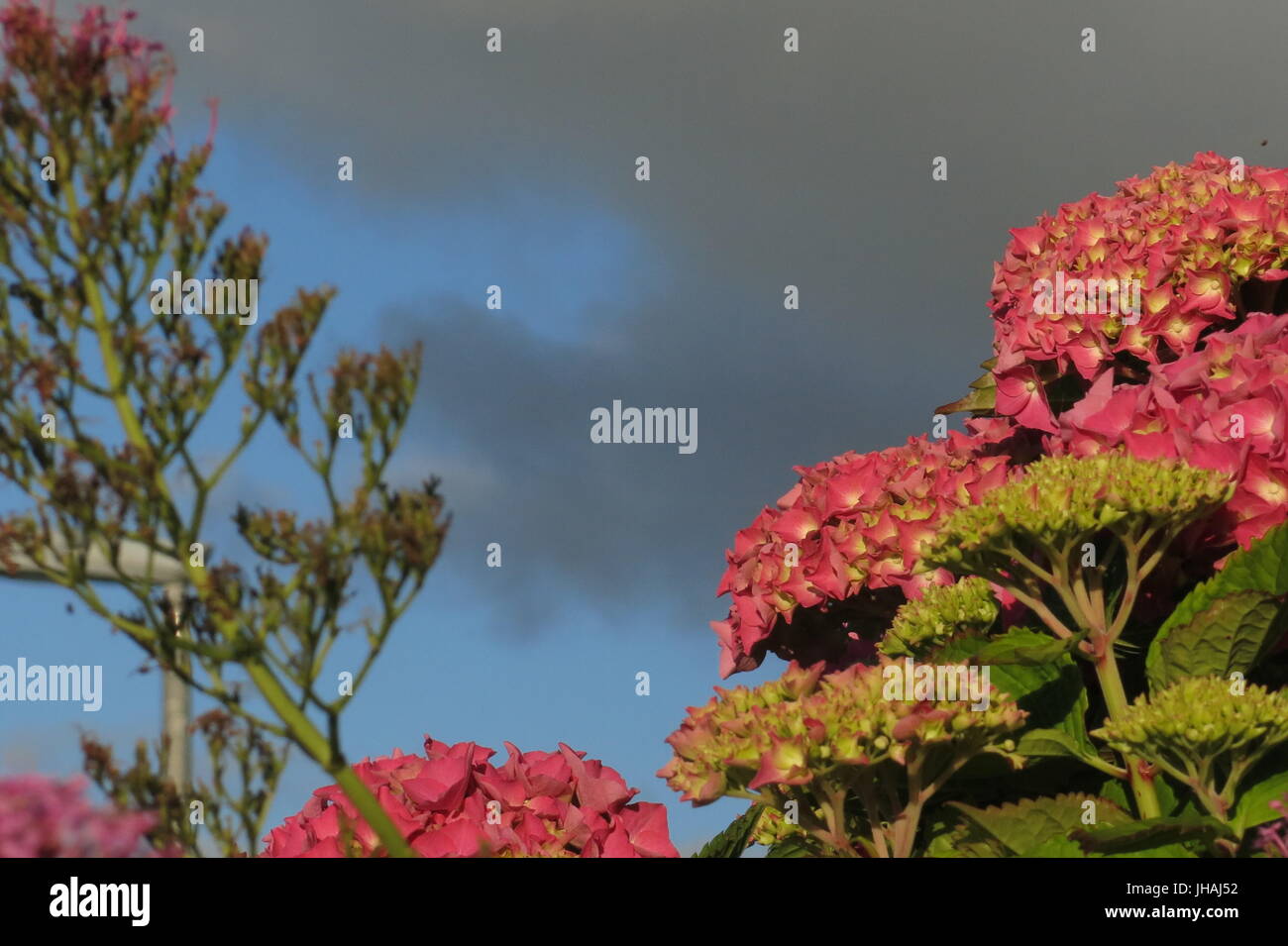 Pink Flowers in Cornwall Stock Photo - Alamy