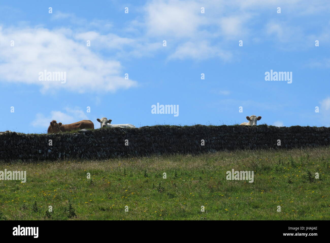 Cow looking over stone wall hi-res stock photography and images - Alamy