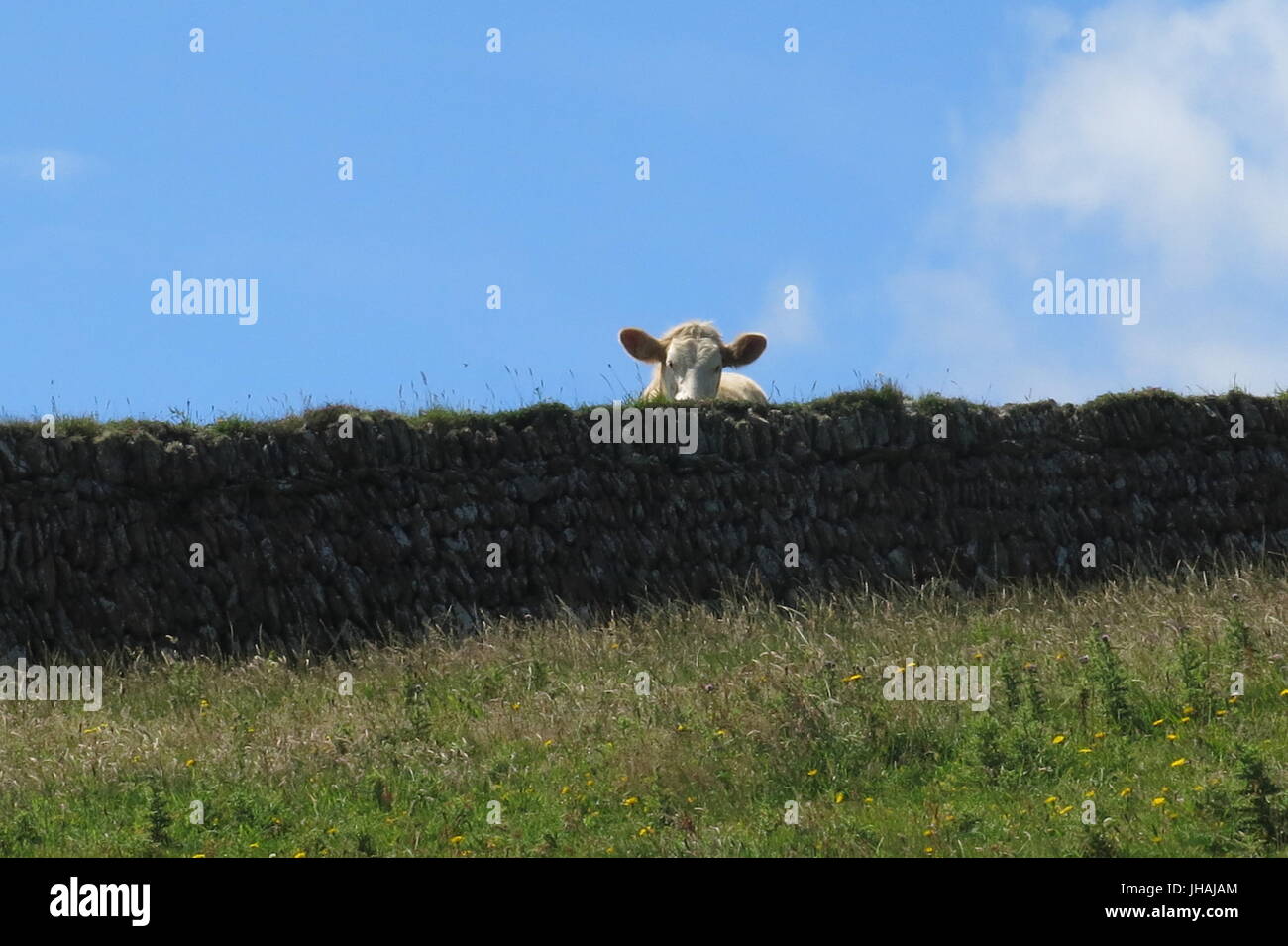 Cow peering over wall in Cornwall Stock Photo - Alamy