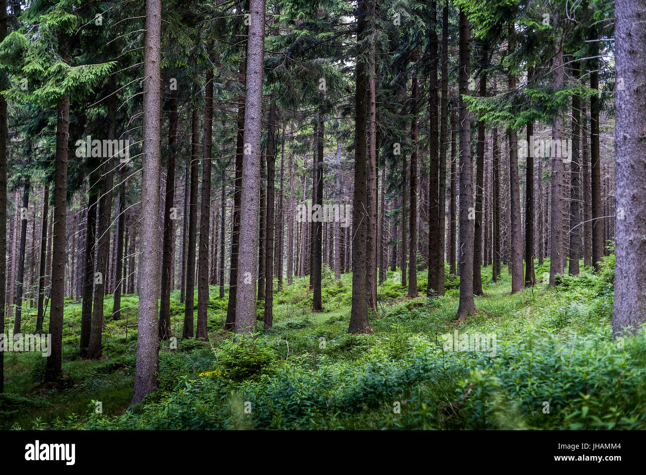 summer spruce forest Stock Photo - Alamy