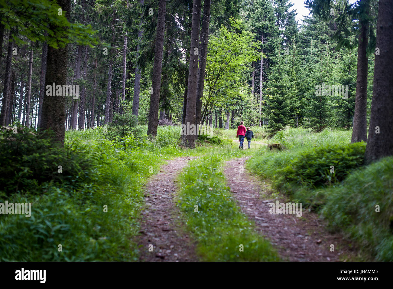 summer spruce forest way Stock Photo - Alamy
