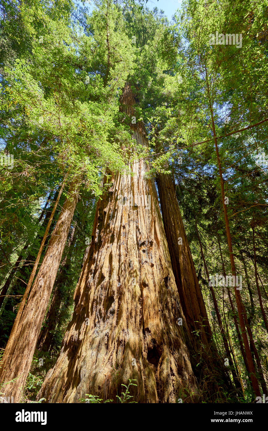 Giant huge Redwood tree among the forest Stock Photo - Alamy
